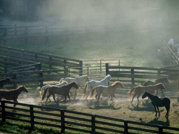 Top Ten Reasons Why Red Horse Mountain Ranch has received the ...